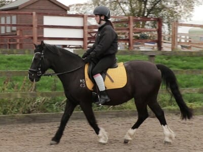 17 Beginner Horse Riding Easy Fixes – With Photos – Equestrian Life Today