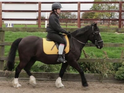 17 Beginner Horse Riding Easy Fixes – With Photos – Equestrian Life Today