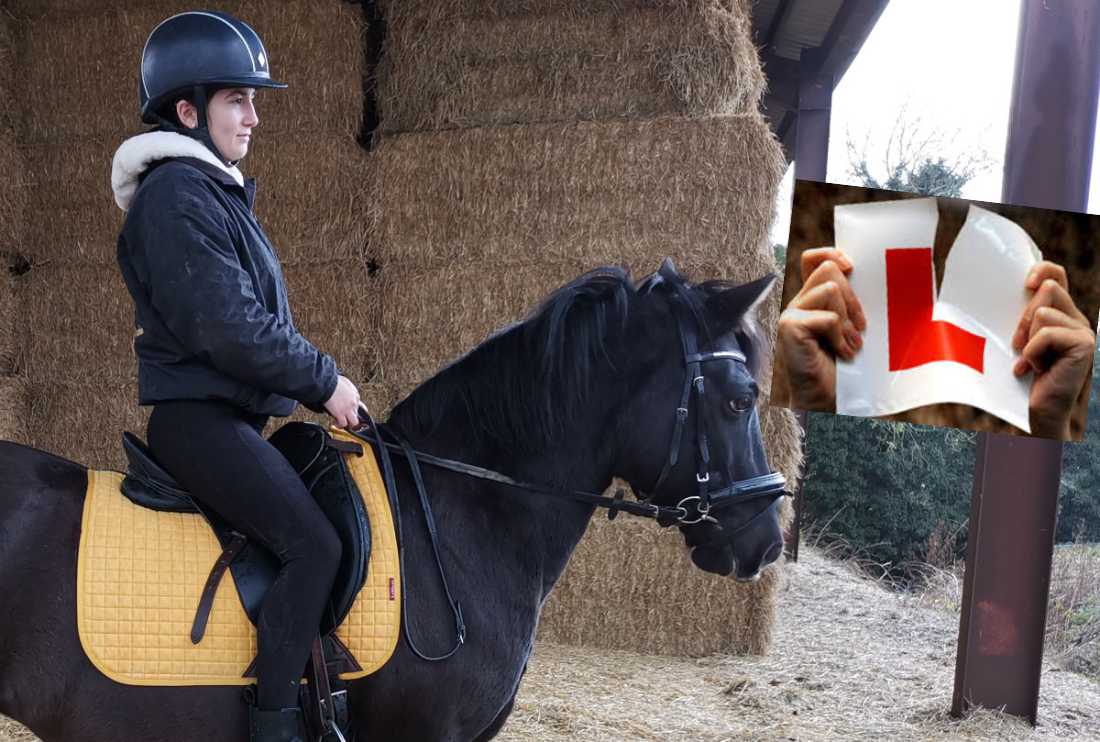 17 Beginner Horse Riding Easy Fixes – With Photos – Equestrian Life Today