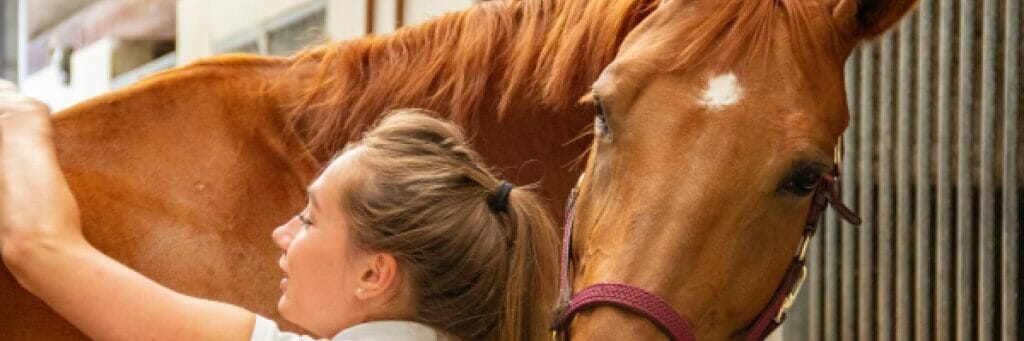 How To Groom Your Horse – 9 Easy Steps – Equestrian Life Today